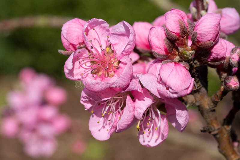 Nectarine Tree, Prunus Persica Stock Image - Image of natural, tree ...