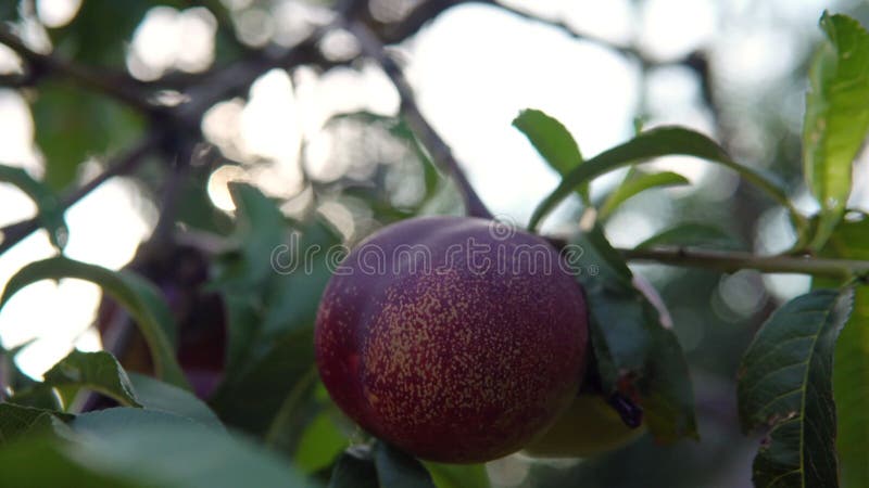 Nectarine Tree with Ripe Fruits in the Garden. Stock Video - Video of ...