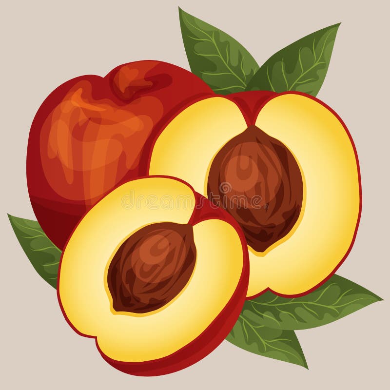 Nectarine Stock Illustrations – 2,453 Nectarine Stock Illustrations ...