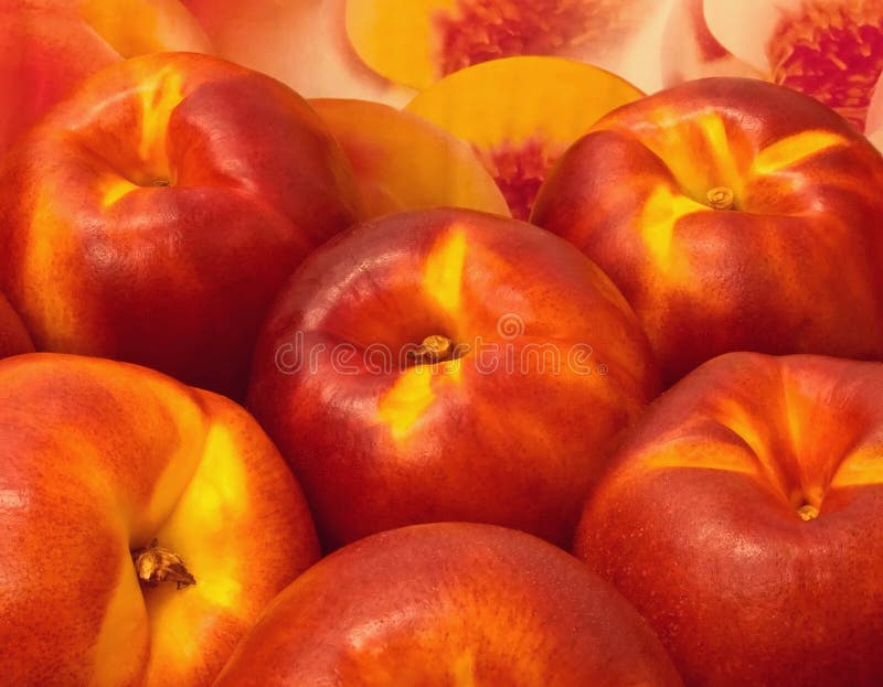 Nectarines stock photo. Image of trees, color, farms - 15289744