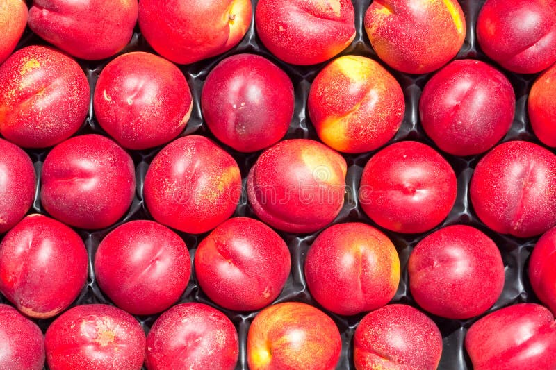 Nectarines stock photo. Image of health, sweet, peel - 21239526