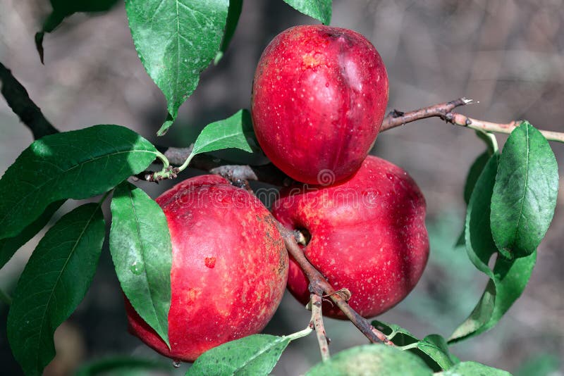 Nectarines on a Branch of a Tree in the Garden Stock Photo - Image of ...