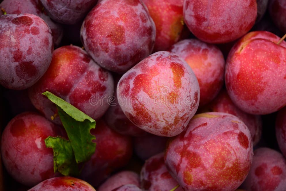 Nectarines stock image. Image of sweet, produce, agricultural - 45066941