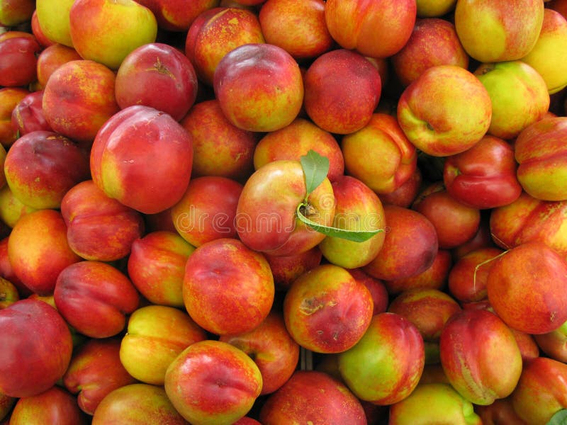 Nectarines Perfect with Leaves Stock Photo - Image of fuzzless, smooth ...