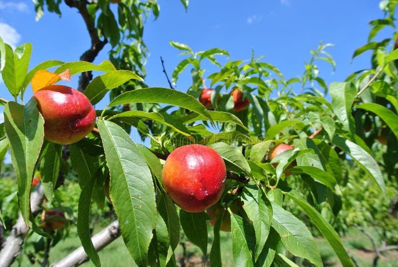 Nectarines in garden. stock image. Image of nectarines - 20378791