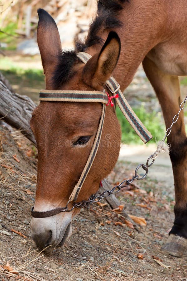 Neddy stock image. Image of critter, moke, donkey, veracity - 27190291