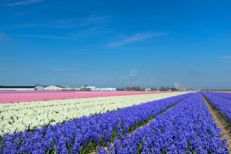 De Bollen Van De Bloem in Pot Stock Foto - Image of bloem, zorg: 7117538