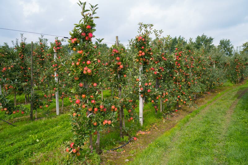 Nederlandse Boomgaard Met Tot Bloei Komende Bomen Op Een Middeleeuws ...