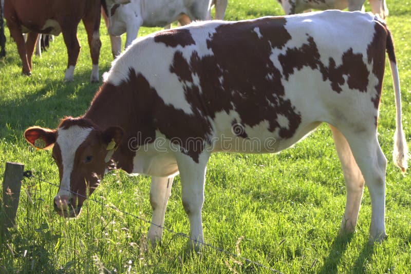 Nederlandse koe stock afbeelding. Image of rood, gebied - 57580333
