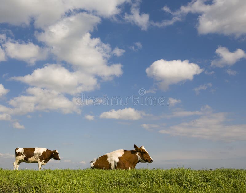 Nederlandse koe stock foto. Image of rundvlees, landbouw - 9171528