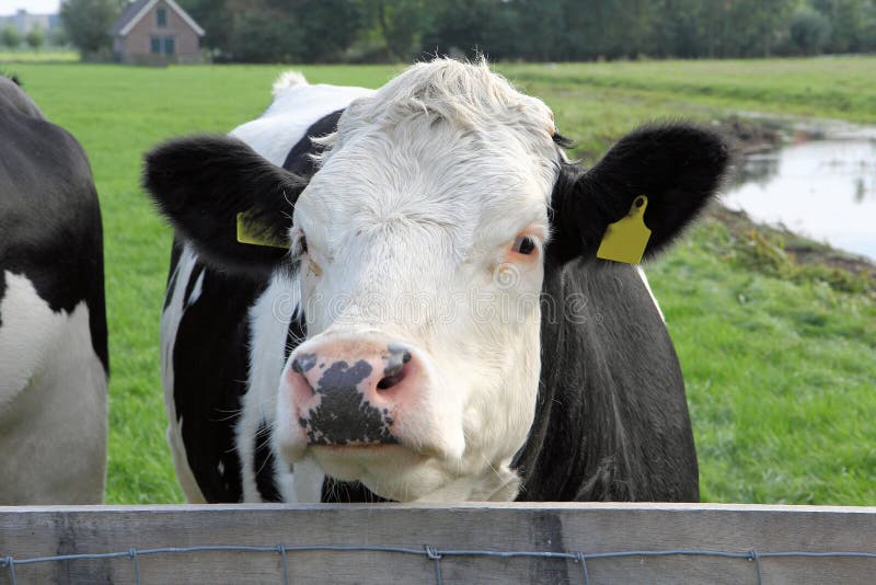 Nederlandse Koe Dichte Omhooggaand Stock Foto - Image of fauna ...