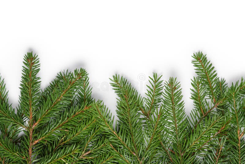 Gräns Från Granris Med Skugga Arkivfoto - Bild av beröm, tomt: 34301114