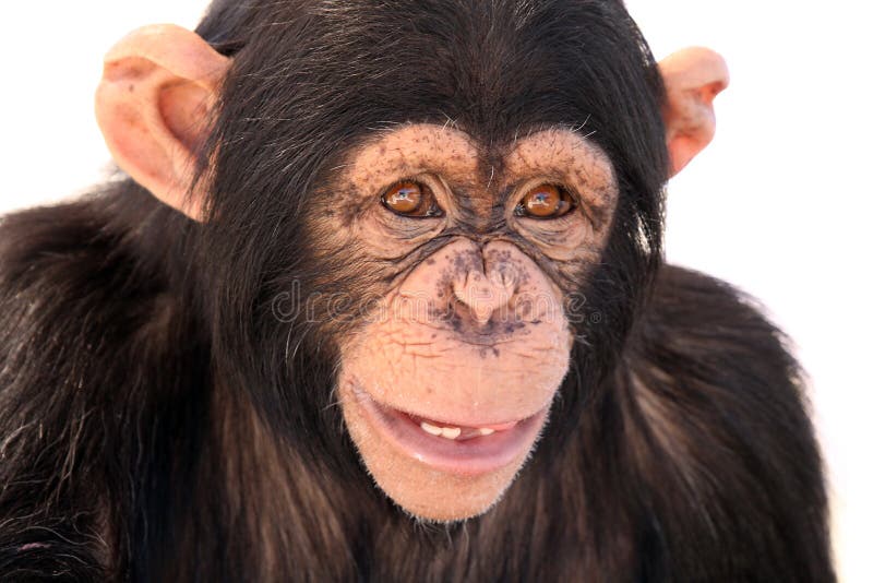 Grinning chimp stock photo. Image of happy, close, wildlife - 2207934
