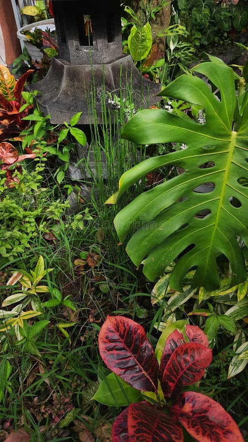 Need Extra Care To Tidy Up Some of these Plants Stock Image - Image of ...