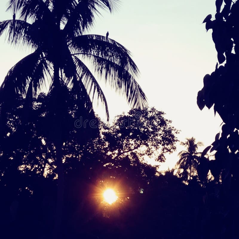 Sunshine stock photo. Image of light, evening, black - 134199296