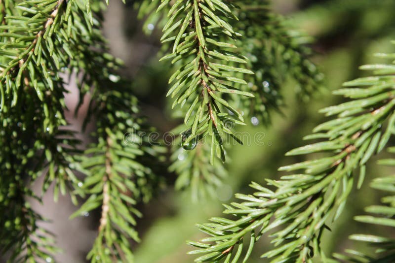 Drop of Water on a Evergreen Tree after Rain Stock Photo - Image of ...