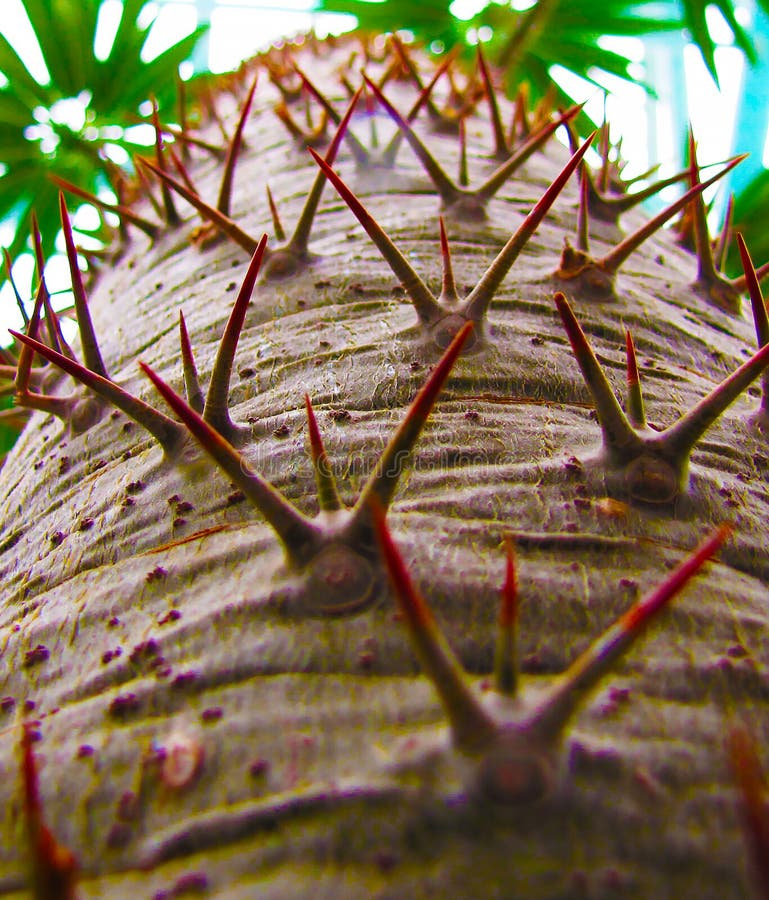 Needle cacti stock photo. Image of pheonix, page, needle - 252502174