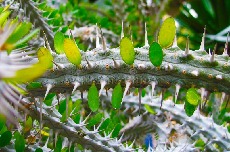 Needle cacti stock image. Image of midwest, decoration - 252502189