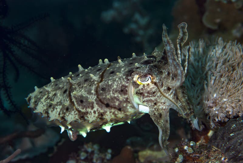 Needle Cuttlefish Sepia Aculeata Stock Image - Image of marine ...