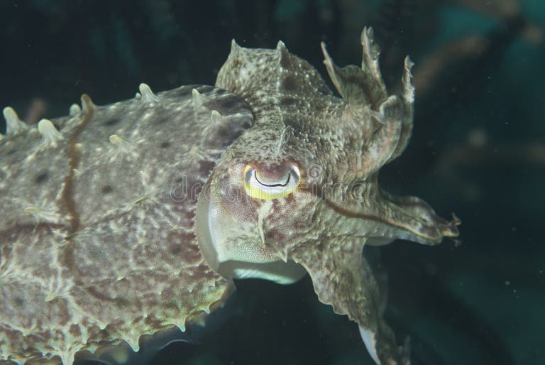 Needle Cuttlefish Sepia Aculeata Stock Photo - Image of underwater ...