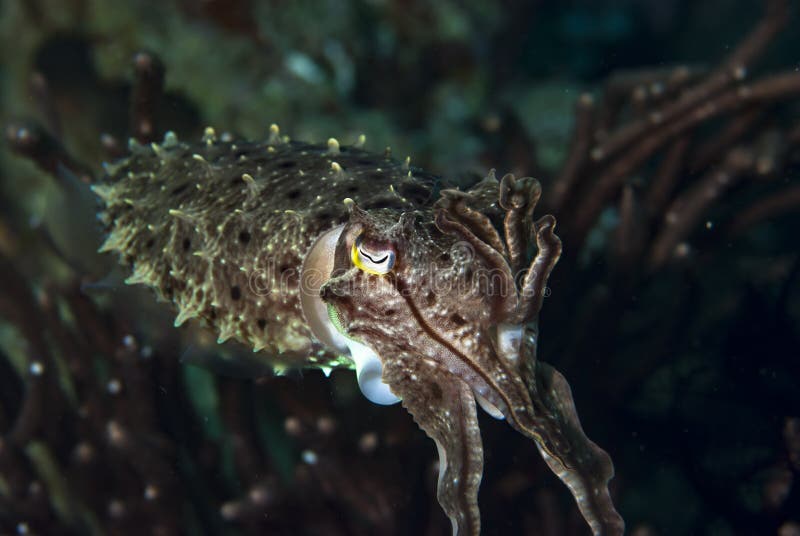 Needle Cuttlefish Sepia Aculeata Stock Image - Image of needle, biology ...