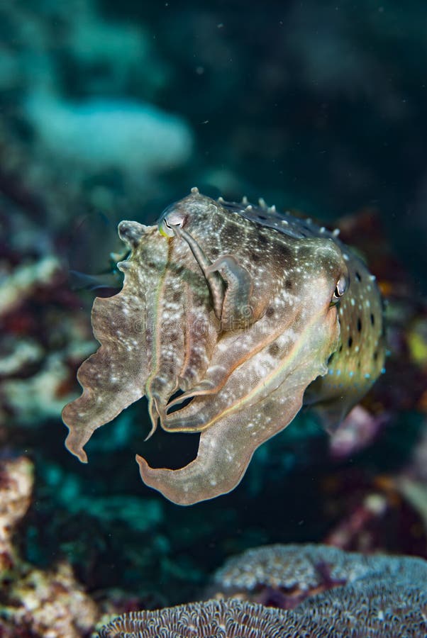 Needle Cuttlefish Sepia Aculeata Stock Image - Image of marine ...
