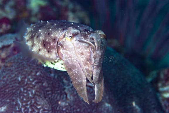 Needle Cuttlefish Sepia Aculeata Stock Photo - Image of needle, animal ...