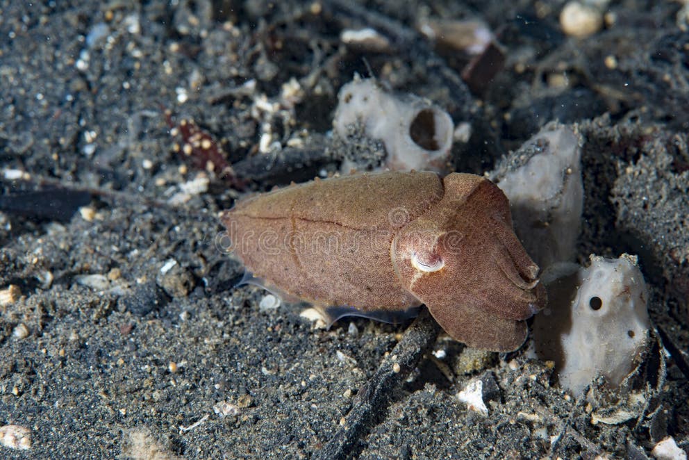 Needle Cuttlefish Sepia Aculeata Juvenile Stock Photo - Image of ...