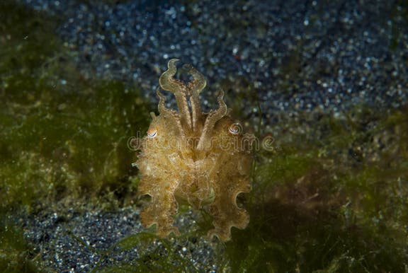 Needle Cuttlefish Sepia Aculeata Stock Image - Image of lembeh, marine ...
