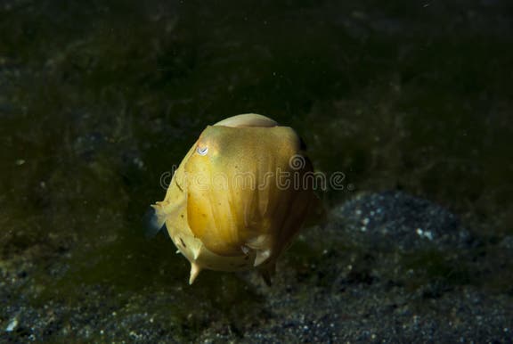 Needle Cuttlefish Sepia Aculeata Stock Photo - Image of underwater ...
