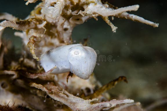 Needle Cuttlefish Sepia Aculeata Stock Photo - Image of animal ...