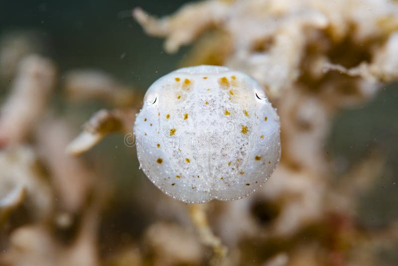 Needle Cuttlefish Sepia Aculeata Stock Photo - Image of aquarium ...