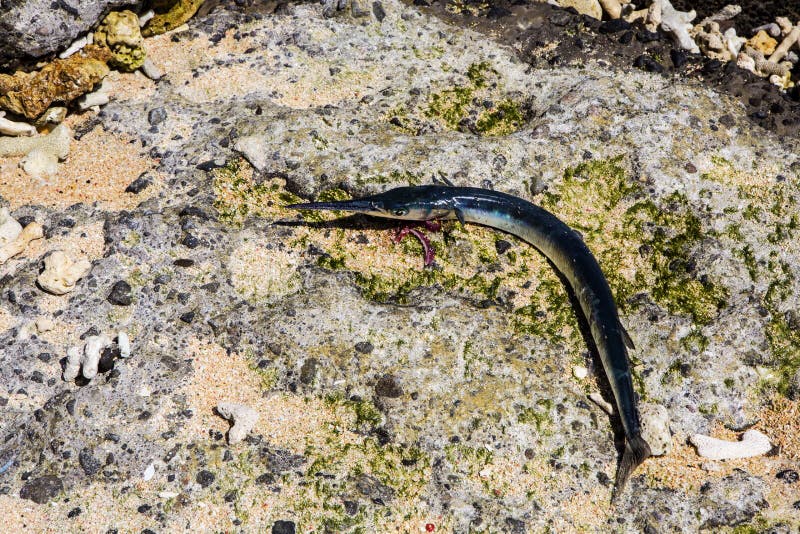 424 Nusa Penida Fish Stock Photos - Free & Royalty-Free Stock Photos ...