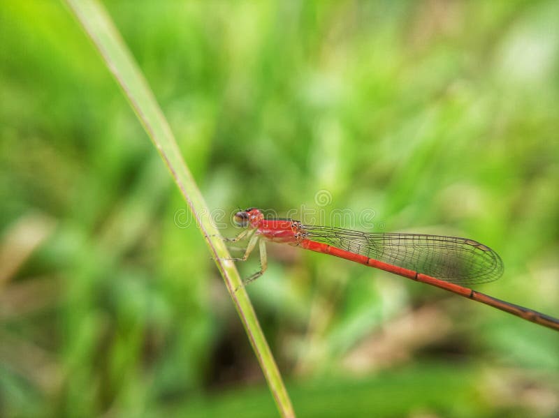 A Needle Dragonfly Perched on the Grass Stock Photo - Image of ...