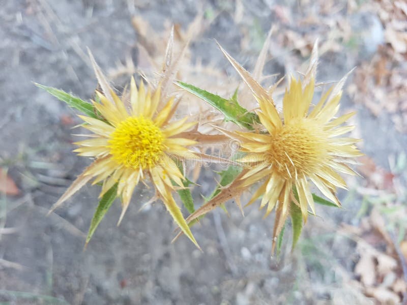 Needle and Dried Yellow Wildflower Stock Photo - Image of dried, thorns ...