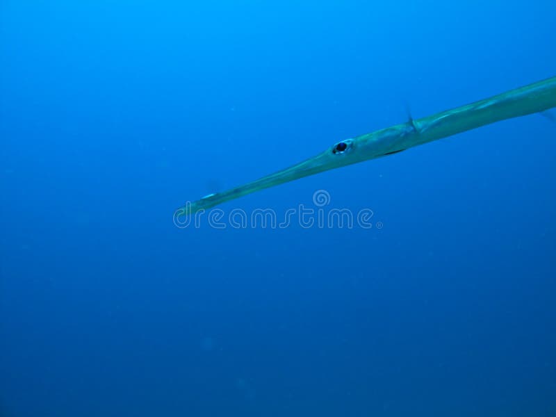 Needle Fish Model stock photo. Image of needlefish, life - 14531750
