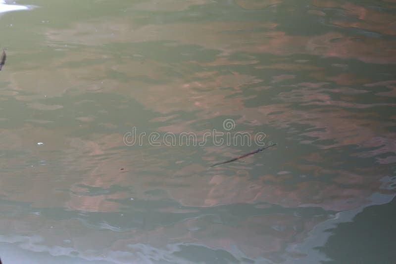 Needle fish, small fish stock image. Image of drawing - 265482375