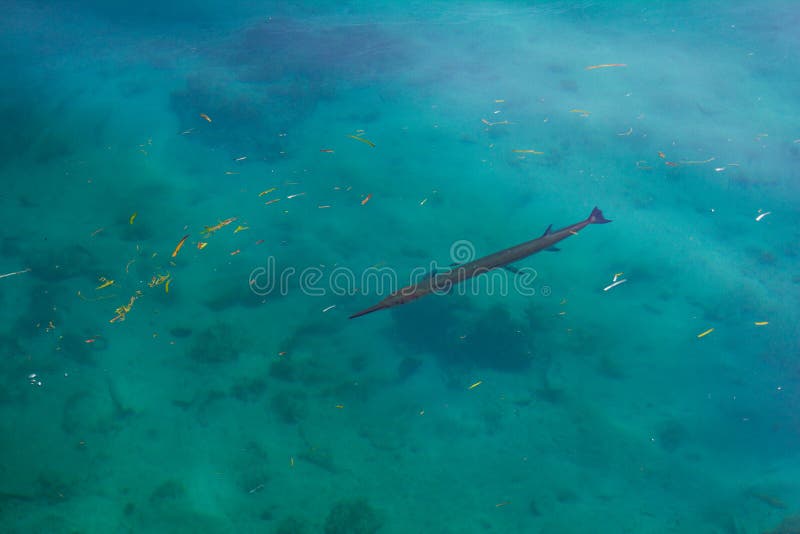 Needle Fish Swim in a Clear and Blue Shallow Water Stock Image - Image ...
