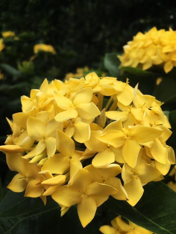 Needle Flower As a Bouquet. Stock Image - Image of yellow, needle ...