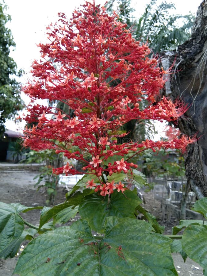 The Needle Flower is in Full Bloom Stock Image - Image of herb, maple ...
