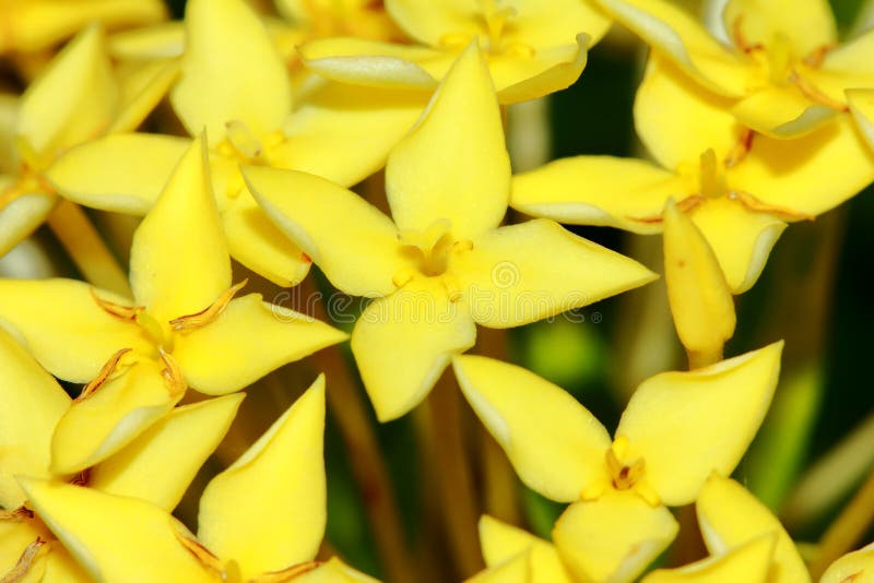 Needle Flower in Garden Background. Yellow Needle Flower Stock Photo ...