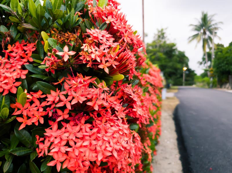 A Needle Flower on the Side of the Road Stock Image - Image of needle ...