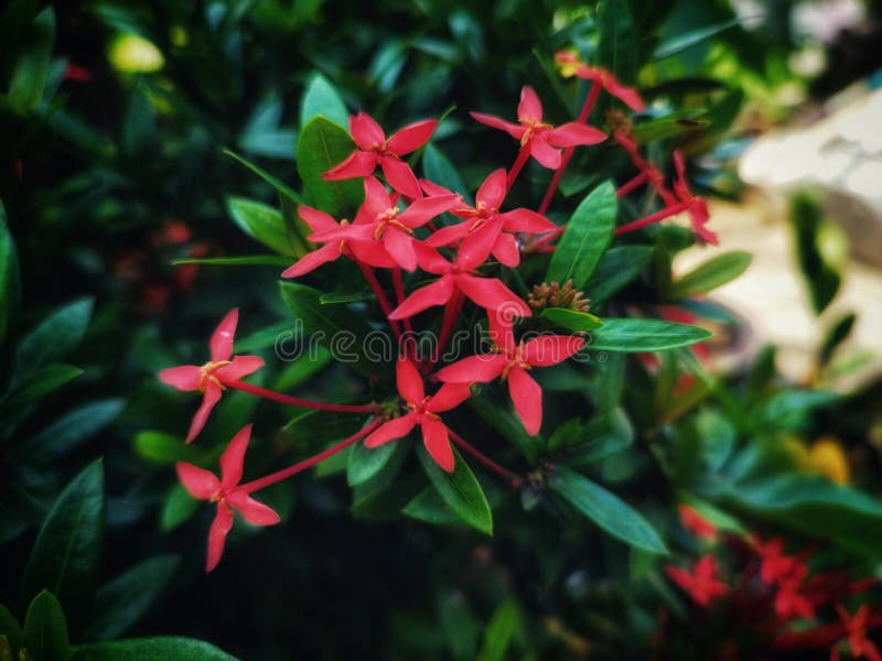 This is a Needle Flower that is a Stunning Crimson Color Stock Image ...