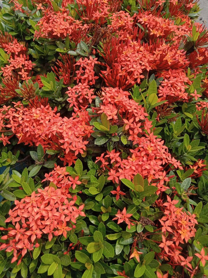 Needle Flowers Decorate the Yard Fence Stock Image - Image of needle ...
