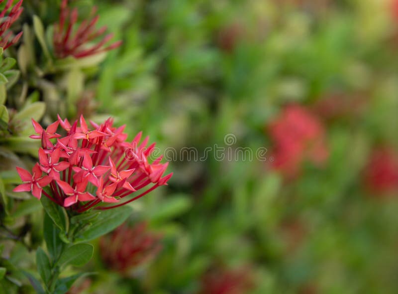 Red Needle Flowers are Blooming at the Beginning. Stock Photo - Image ...