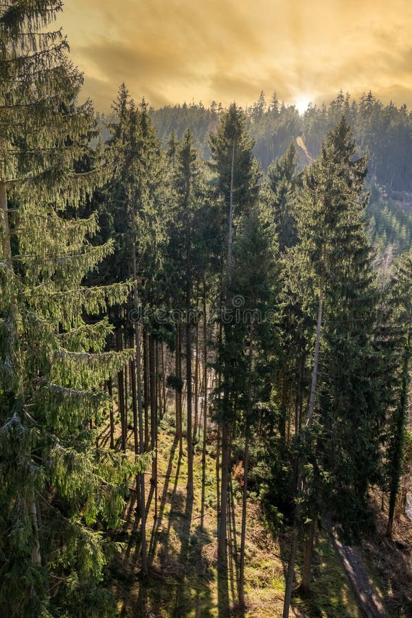 Needle Forest in the Evening Idyllic Sunlight Stock Photo - Image of ...