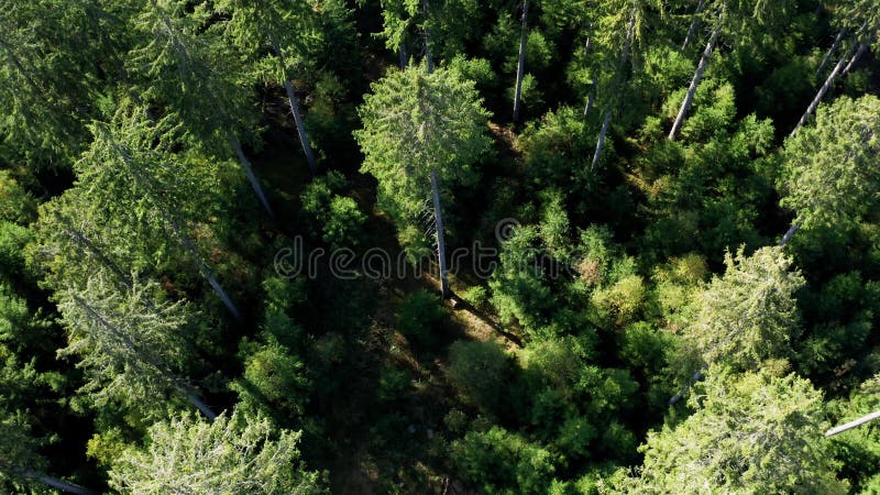 Needle Forest Filmed from Above Downwards in 4k Stock Video - Video of ...