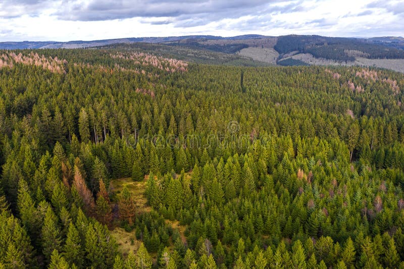 Needle Forest and a Young Deciduous Forest from Above Stock Image ...