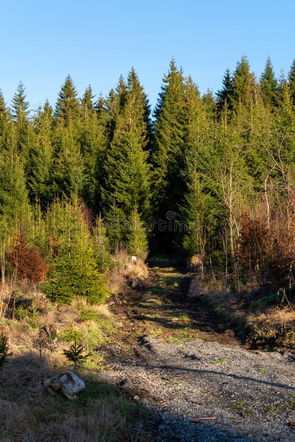 A Needle Forest with a Forest Path in Autumn Stock Photo - Image of ...