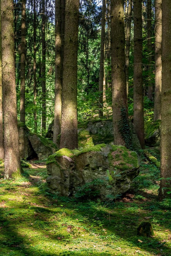 Needle Forest and a Young Deciduous Forest from Above Stock Image ...